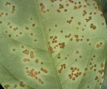 Scab | Infonet Biovision Home.