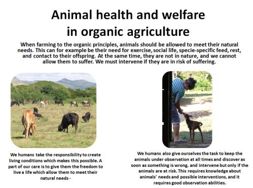 Animal husbandry and welfare | Infonet Biovision Home.