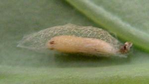Diamondback moth (DBM) | Infonet Biovision Home.
