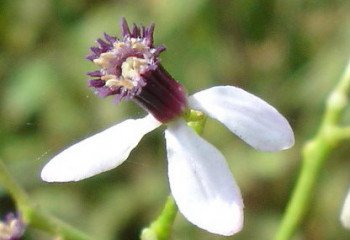 Neem | Infonet Biovision Home.