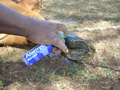 Foot Rot in Sheep/Goats | Infonet Biovision Home.