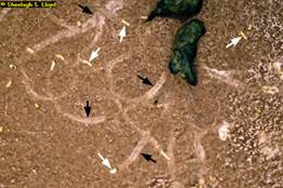 Tape worms (Flat worms) | Infonet Biovision Home.