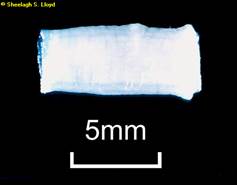 Tape worms (Flat worms) | Infonet Biovision Home.