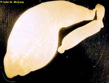 Tape worms (Flat worms) | Infonet Biovision Home.