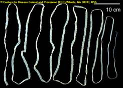 Tape worms (Flat worms) | Infonet Biovision Home.