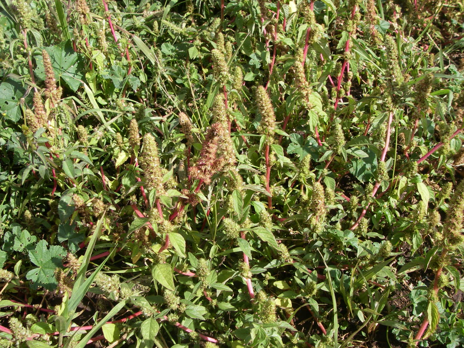 File | Infonet Biovision Home.