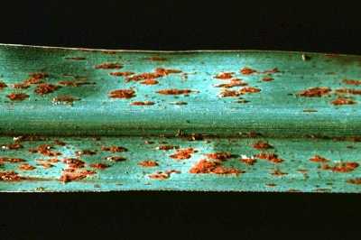 Sugarcane common rust | Infonet Biovision Home.