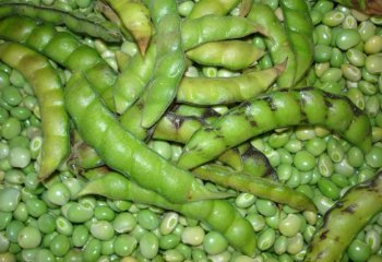 Pigeon pea (Revised) | Infonet Biovision Home.