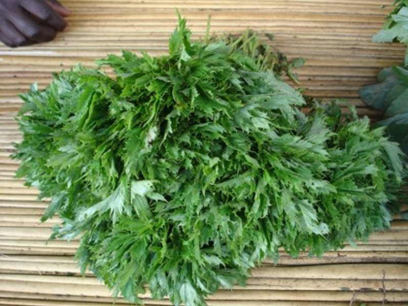 Jute Mallow (New) | Infonet Biovision Home.