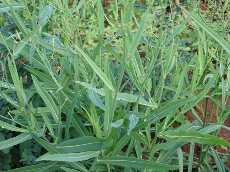 Bitter lettuce (New) | Infonet Biovision Home.