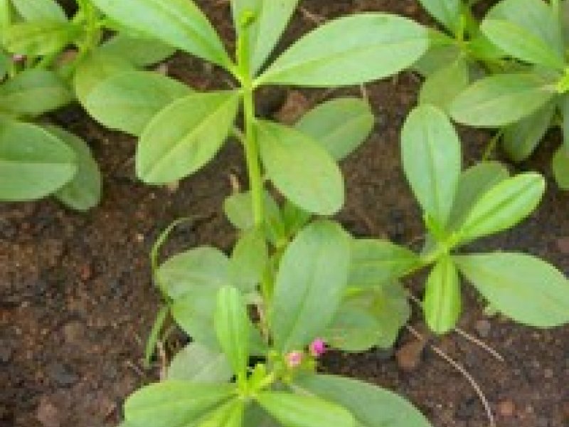 Waterleaf (New) | Infonet Biovision Home.