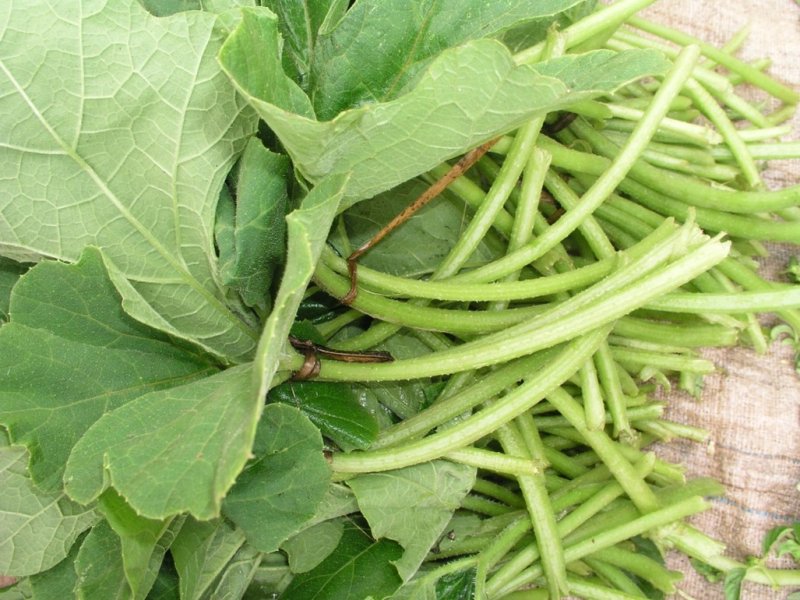 Pumpkin leaves (New) | Infonet Biovision Home.