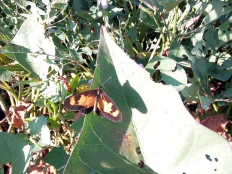 Sweet potato leaves (New) | Infonet Biovision Home.