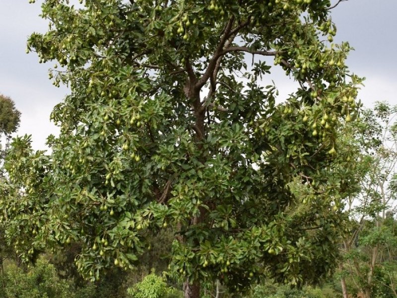 Avocados (Revised) | Infonet Biovision Home.