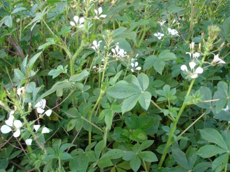 Spider plant (revised) | Infonet Biovision Home.