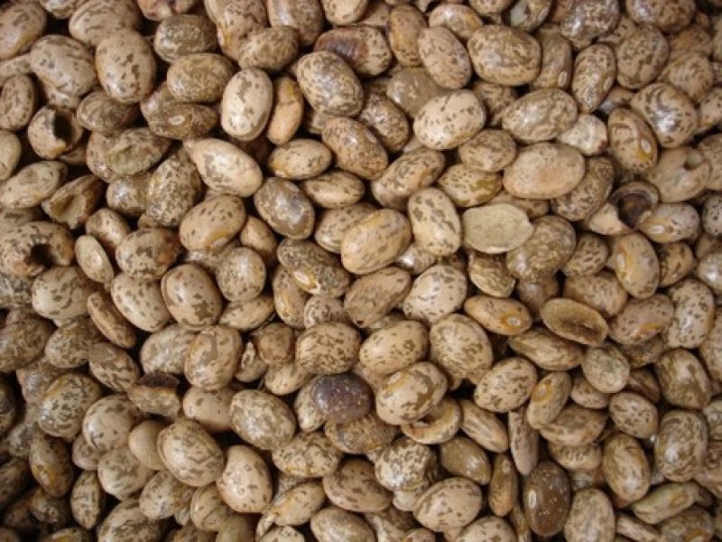 Beans (Revised) | Infonet Biovision Home.