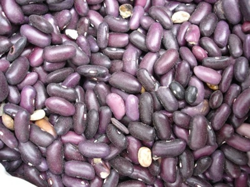 Beans (Revised) | Infonet Biovision Home.