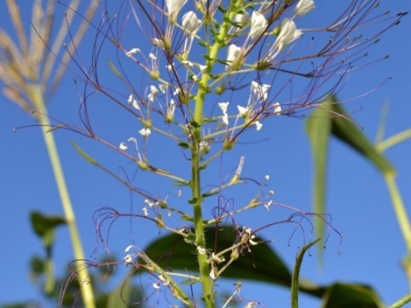 Spider plant (revised) | Infonet Biovision Home.