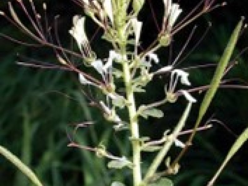 Spider plant (revised) | Infonet Biovision Home.