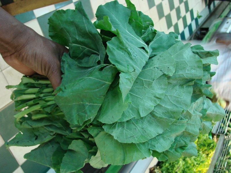Cabbage,Kales,other Brassicas- Revised | Infonet Biovision Home.