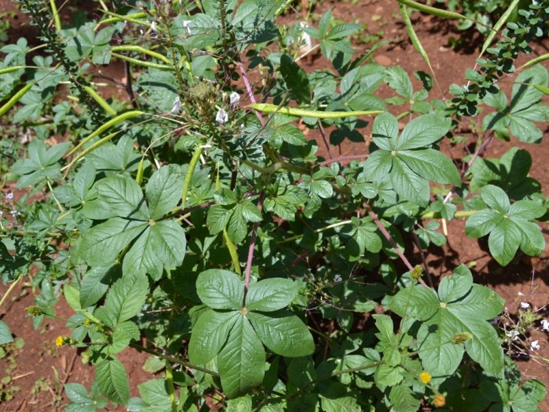 Spider plant (revised) | Infonet Biovision Home.