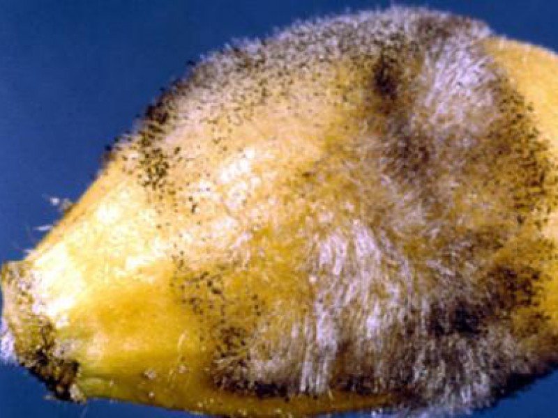 Pumpkin (Revised) | Infonet Biovision Home.