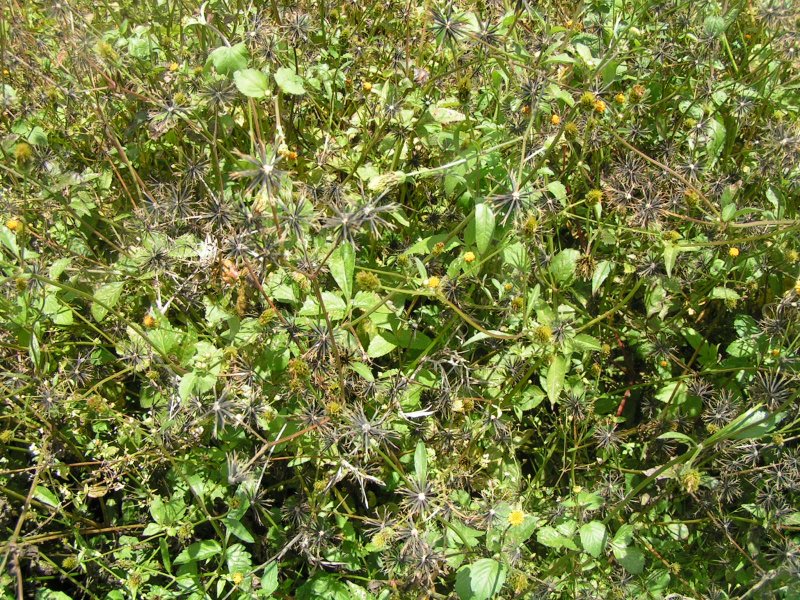 Blackjack (New) | Infonet Biovision Home.