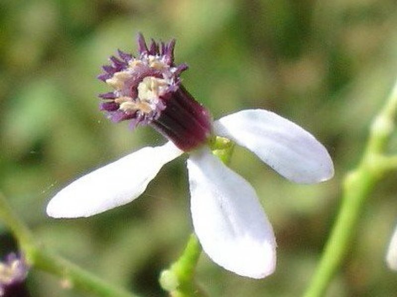 Neem | Infonet Biovision Home.