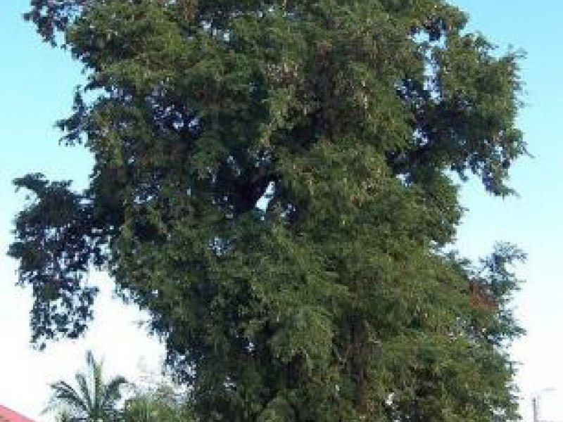 Tamarind | Infonet Biovision Home.