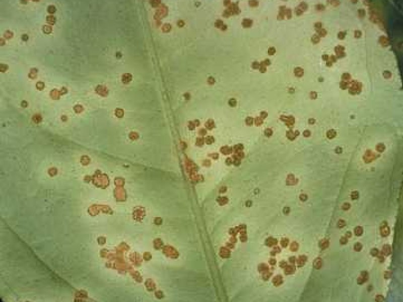 Pumpkin (Revised) | Infonet Biovision Home.