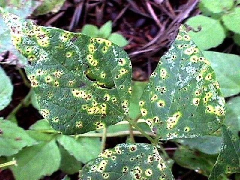 Beans (Revised) | Infonet Biovision Home.