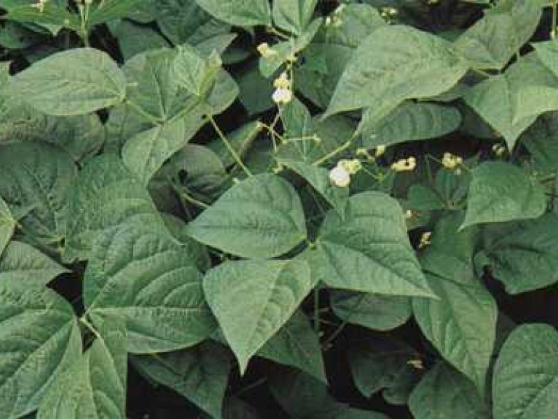 Beans (Revised) | Infonet Biovision Home.