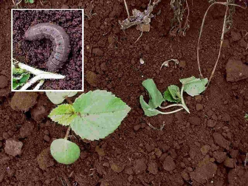 Cutworms | Infonet Biovision Home.