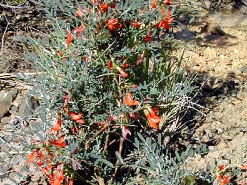 Sutherlandia | Infonet Biovision Home.