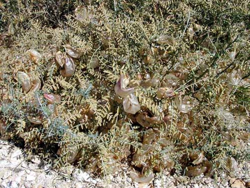 Sutherlandia | Infonet Biovision Home.