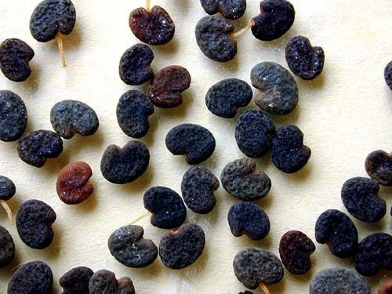 Sutherlandia | Infonet Biovision Home.