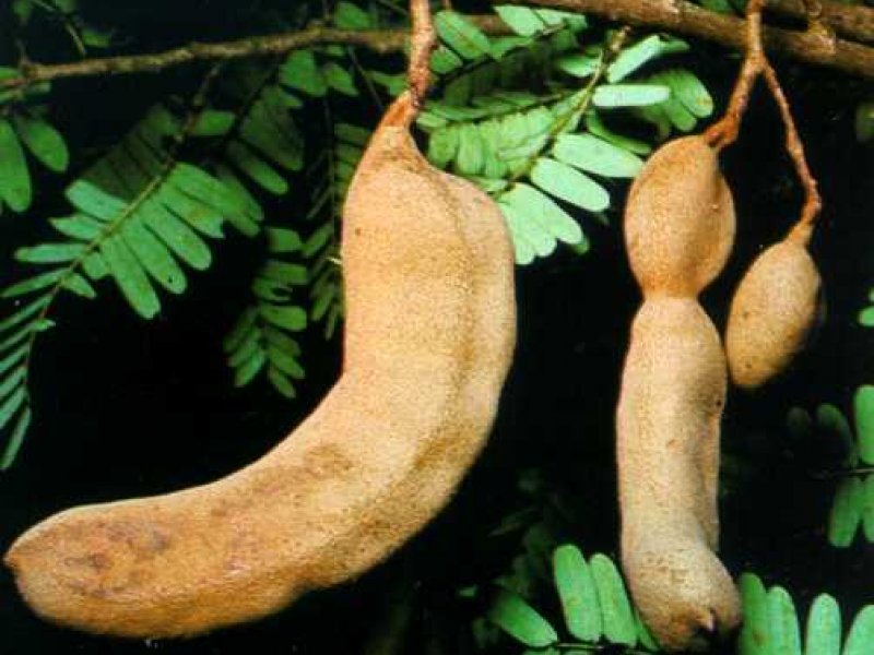 Tamarind | Infonet Biovision Home.