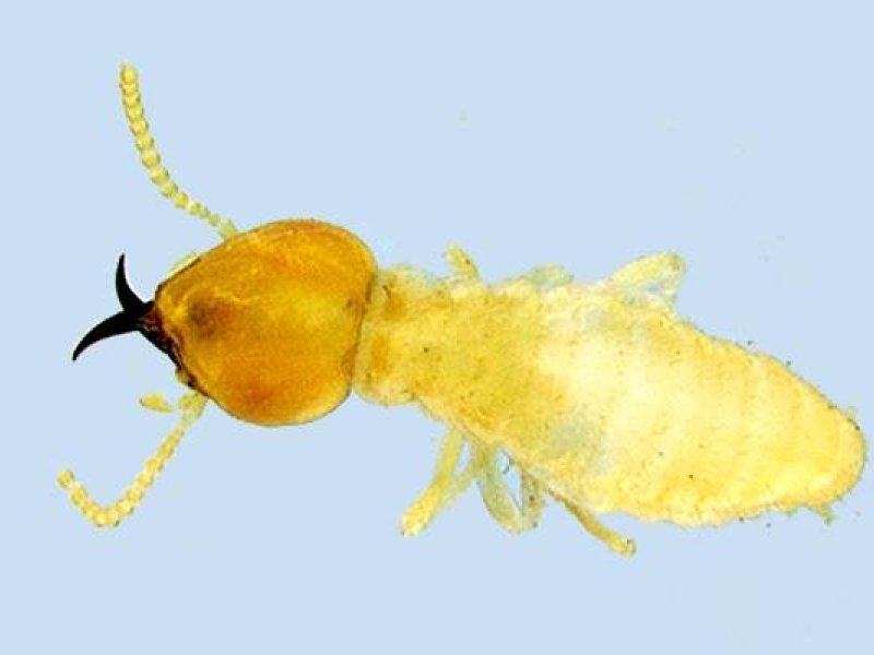 Termites | Infonet Biovision Home.