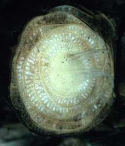Bacterial wilt | Infonet Biovision Home.