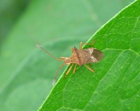 spiny_brown_bugs | Infonet Biovision Home.