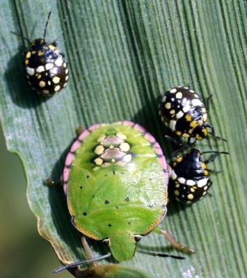 green_stink_bug_ | Infonet Biovision Home.