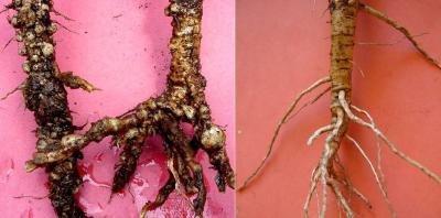 okra_roots_damaged_by_root-knot_nematodes | Infonet Biovision Home.