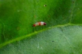 red_banded_thrips_ | Infonet Biovision Home.