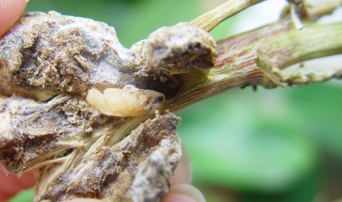 weevil_pupa_ | Infonet Biovision Home.
