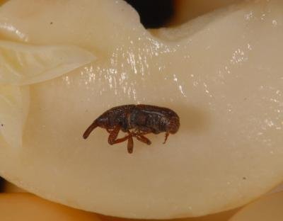 cowpea_seed_weevil_ | Infonet Biovision Home.