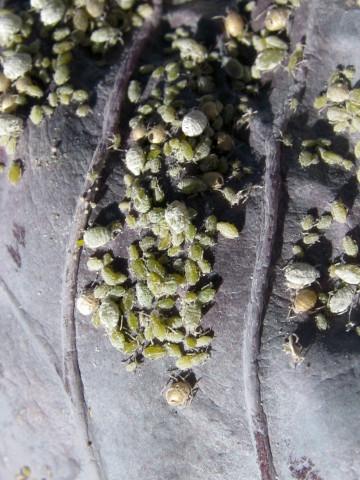 cabbage_aphid_ | Infonet Biovision Home.