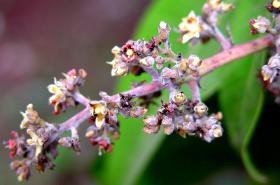 powdery_mildew_on_mango_panicle_ | Infonet Biovision Home.