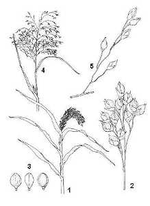 Millet Line drawing | Infonet Biovision Home.