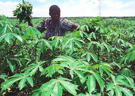 Cassava crop | Infonet Biovision Home.