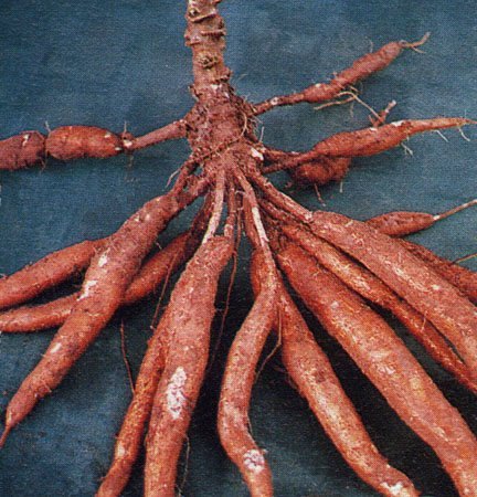 cassava_roots | Infonet Biovision Home.